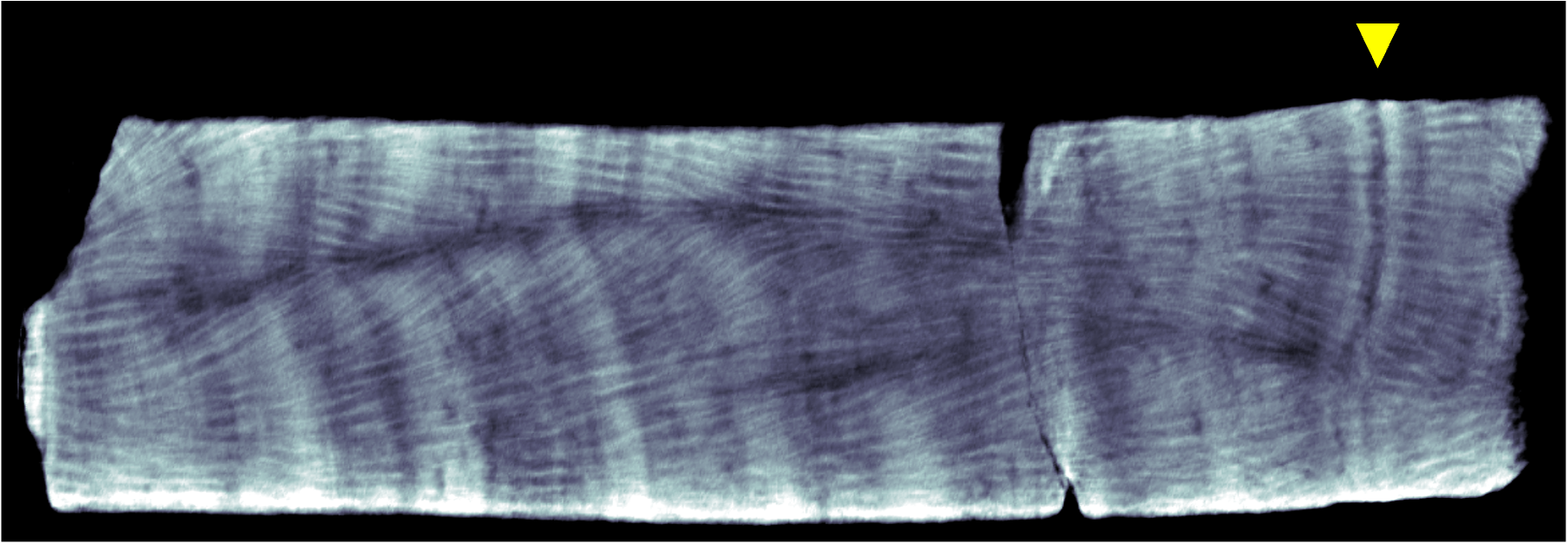 Coping with heat stress: Evaluating the effects of repeated bleaching ...